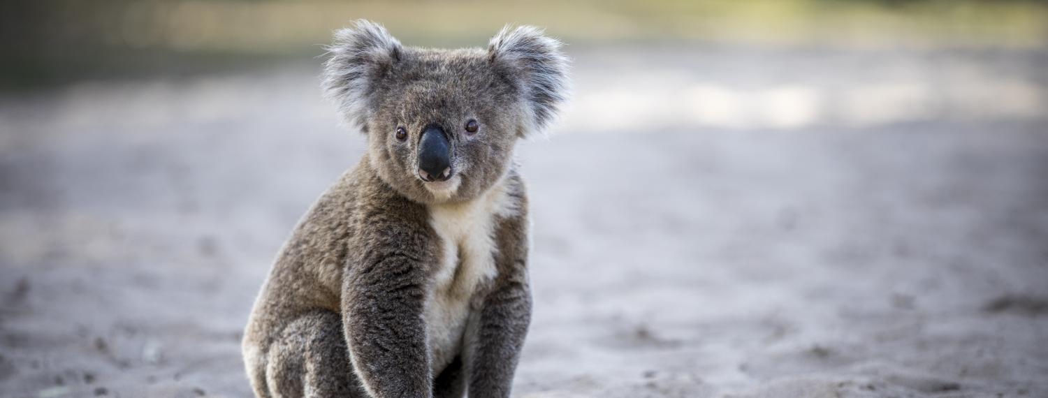 2025 Koala Festival | Narrandera Shire Council